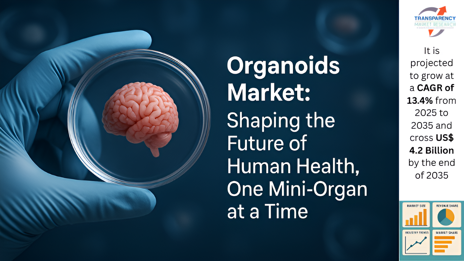 Organoids Market: Shaping the Future of Human Health, One Mini-Organ at ...
